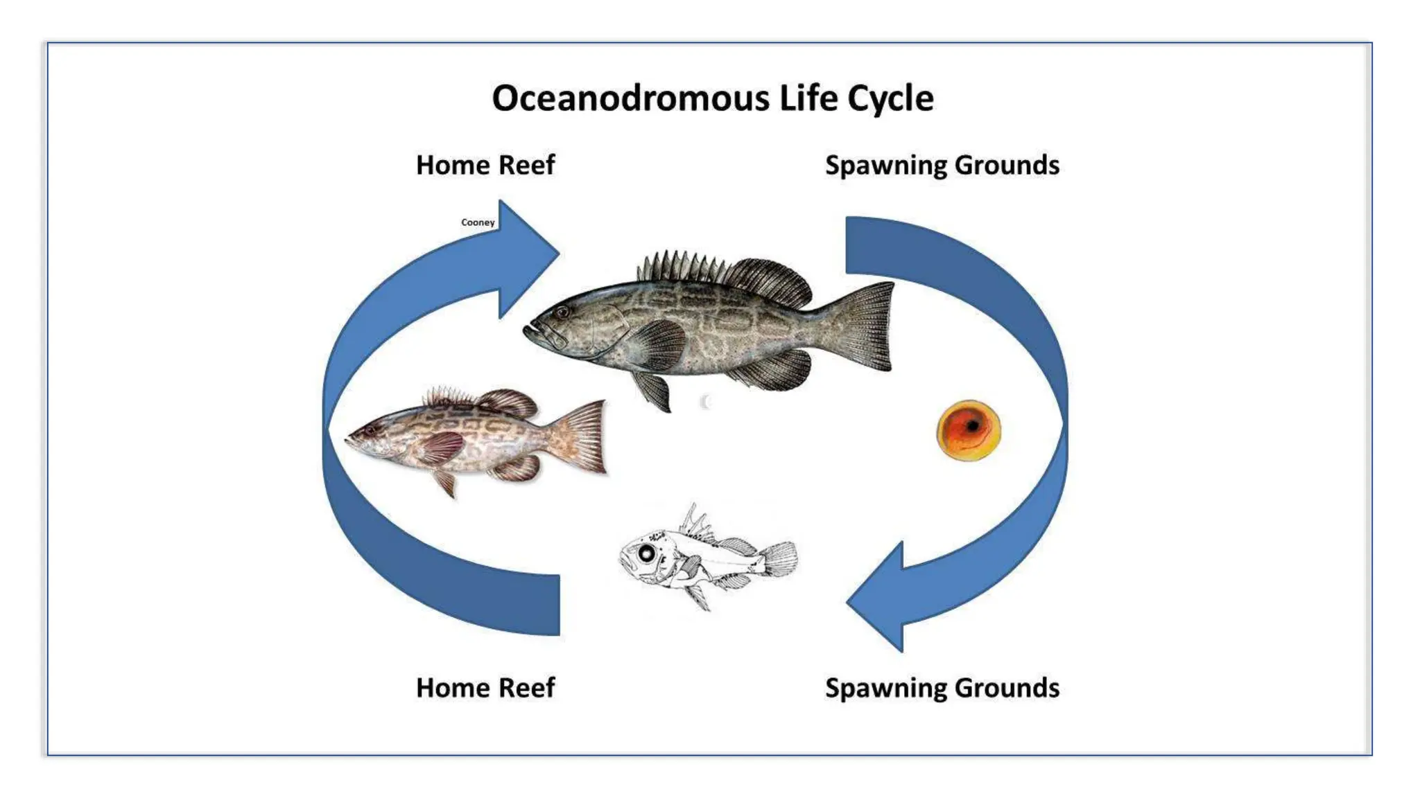 Physiology of Migration and Behaviour in Fish.pptx
