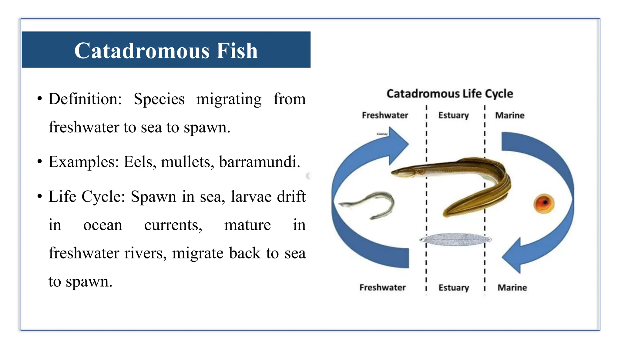Physiology of Migration and Behaviour in Fish.pptx