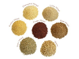 Physiology of minor milletes | PPTX