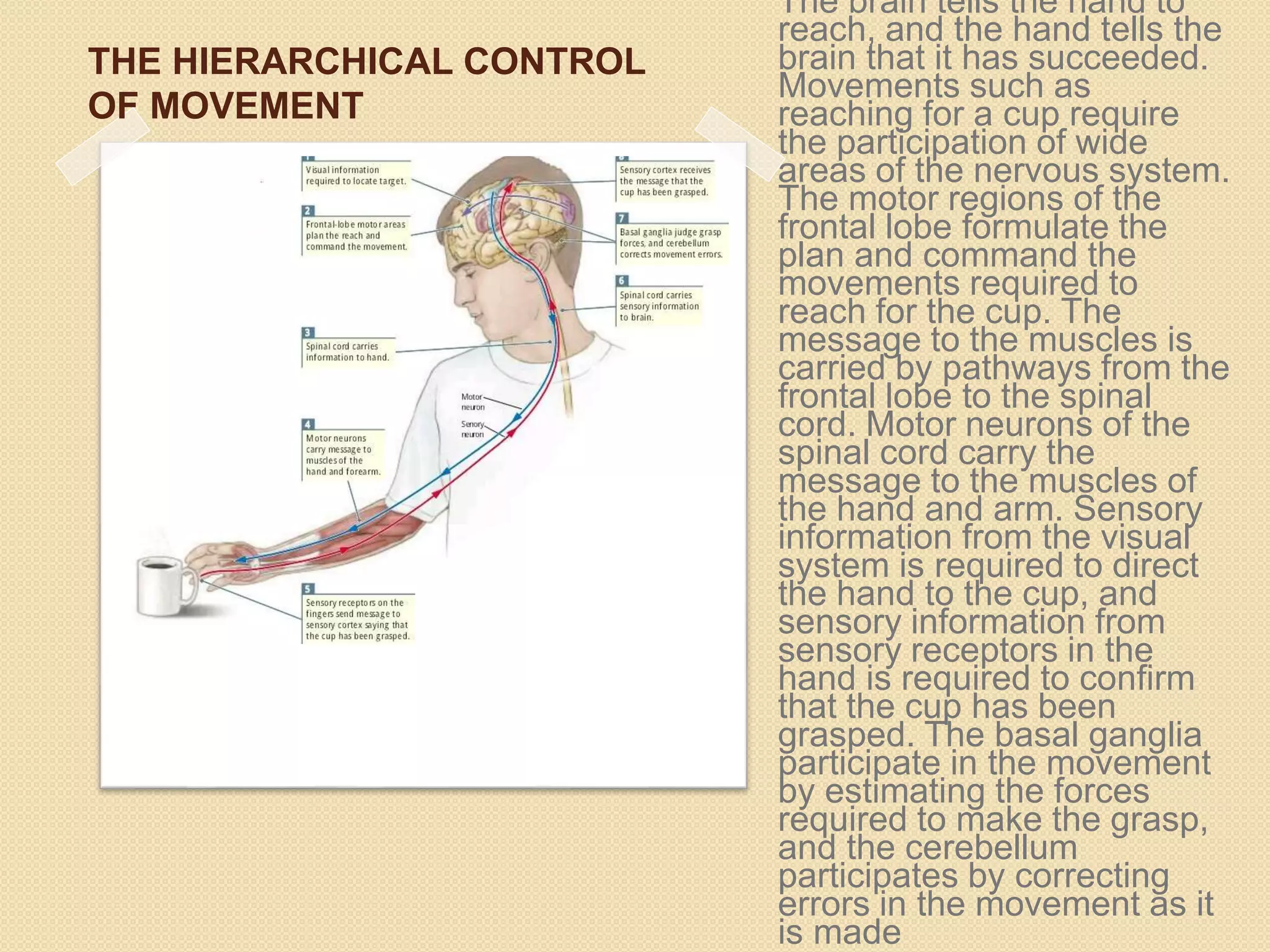 Physiology of movement | PPTX