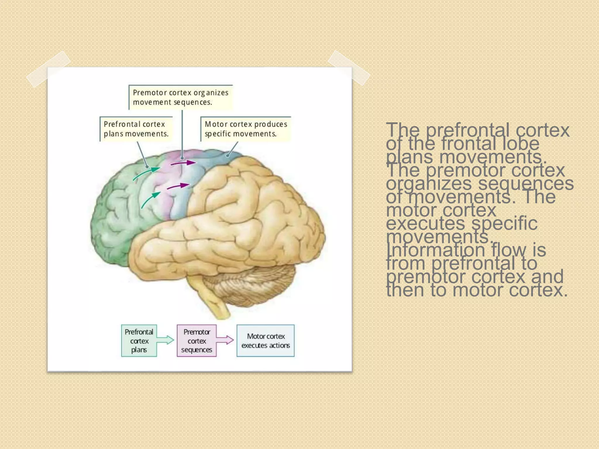 Physiology of movement | PPTX