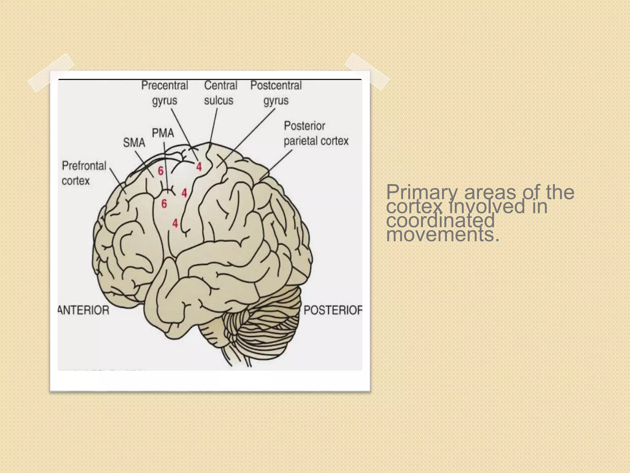 Physiology of movement | PPTX