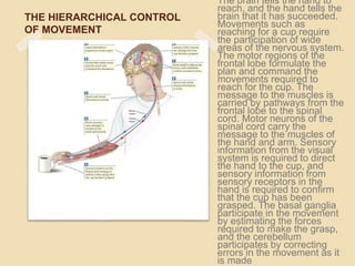 Physiology of movement | PPTX