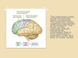 Physiology of movement | PPTX
