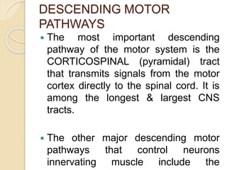 Physiology of movement | PPTX