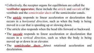 (Physiology of Movement and Balance)_Lecture 3.pptx