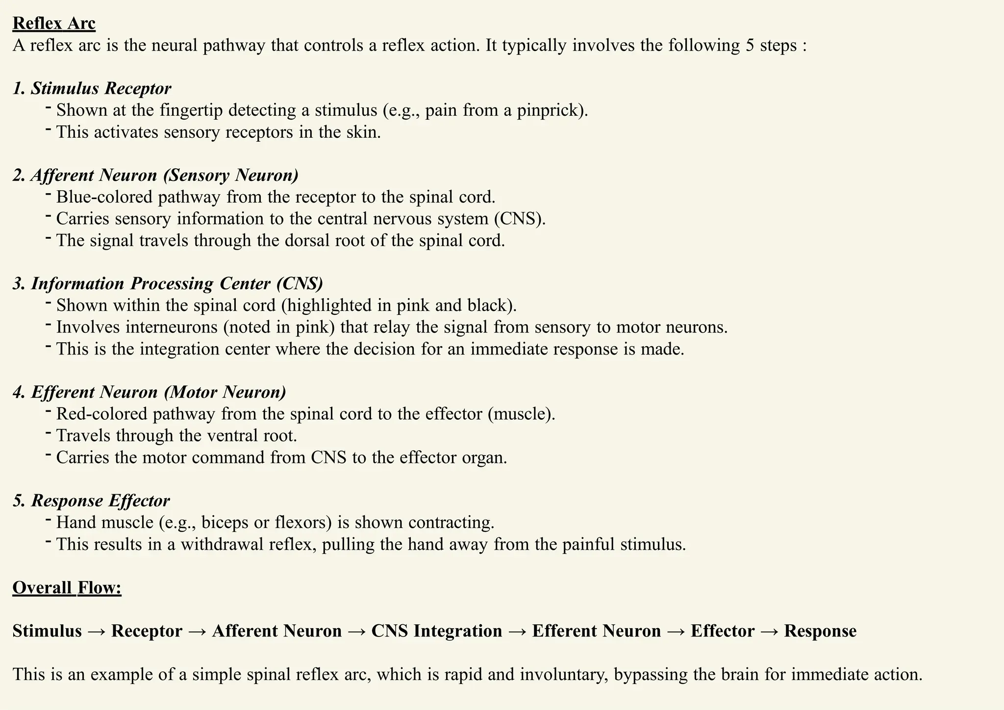 Physiology of movement (motor command, transmission, propioception ...