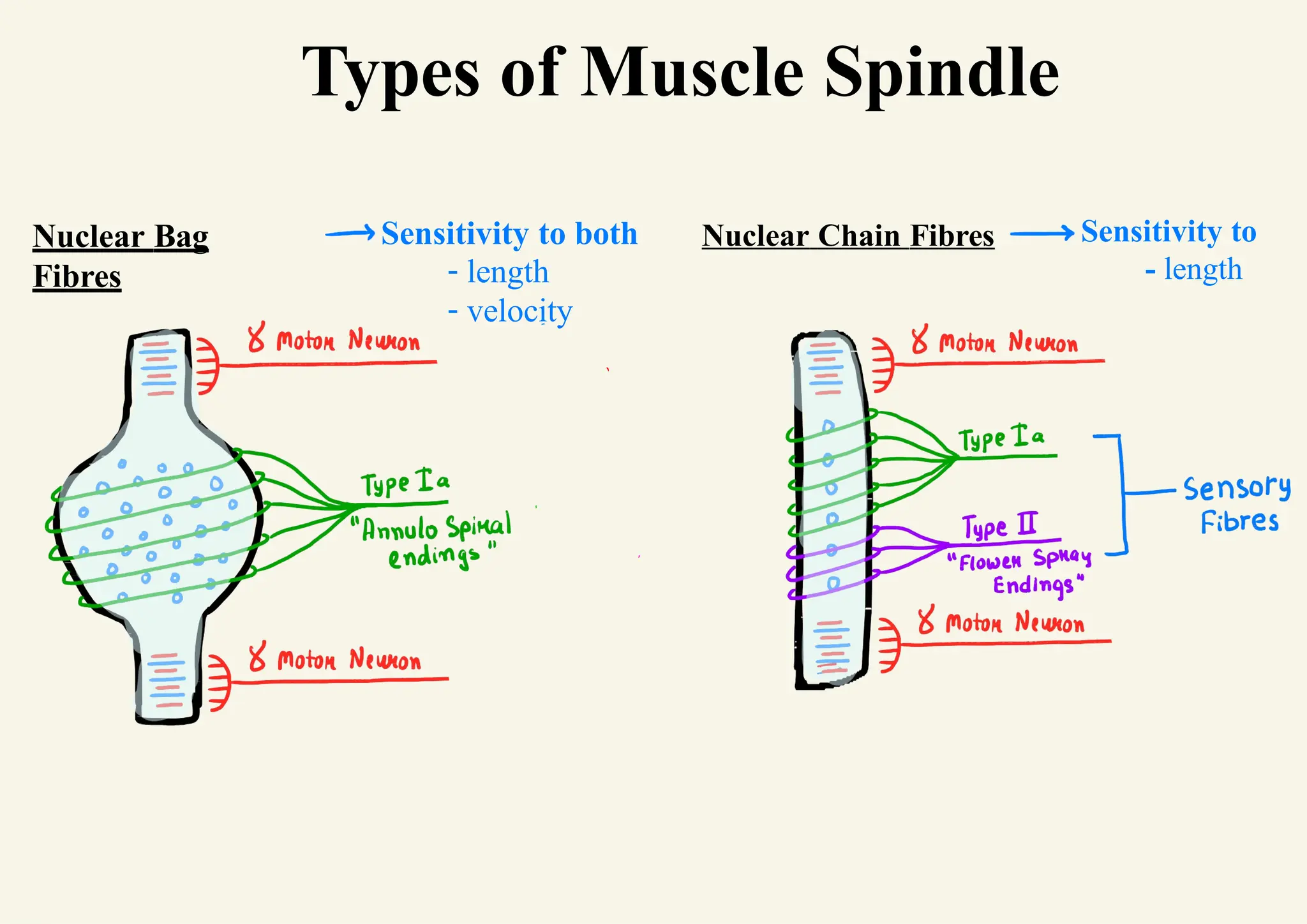 Physiology of movement (motor command, transmission, propioception ...