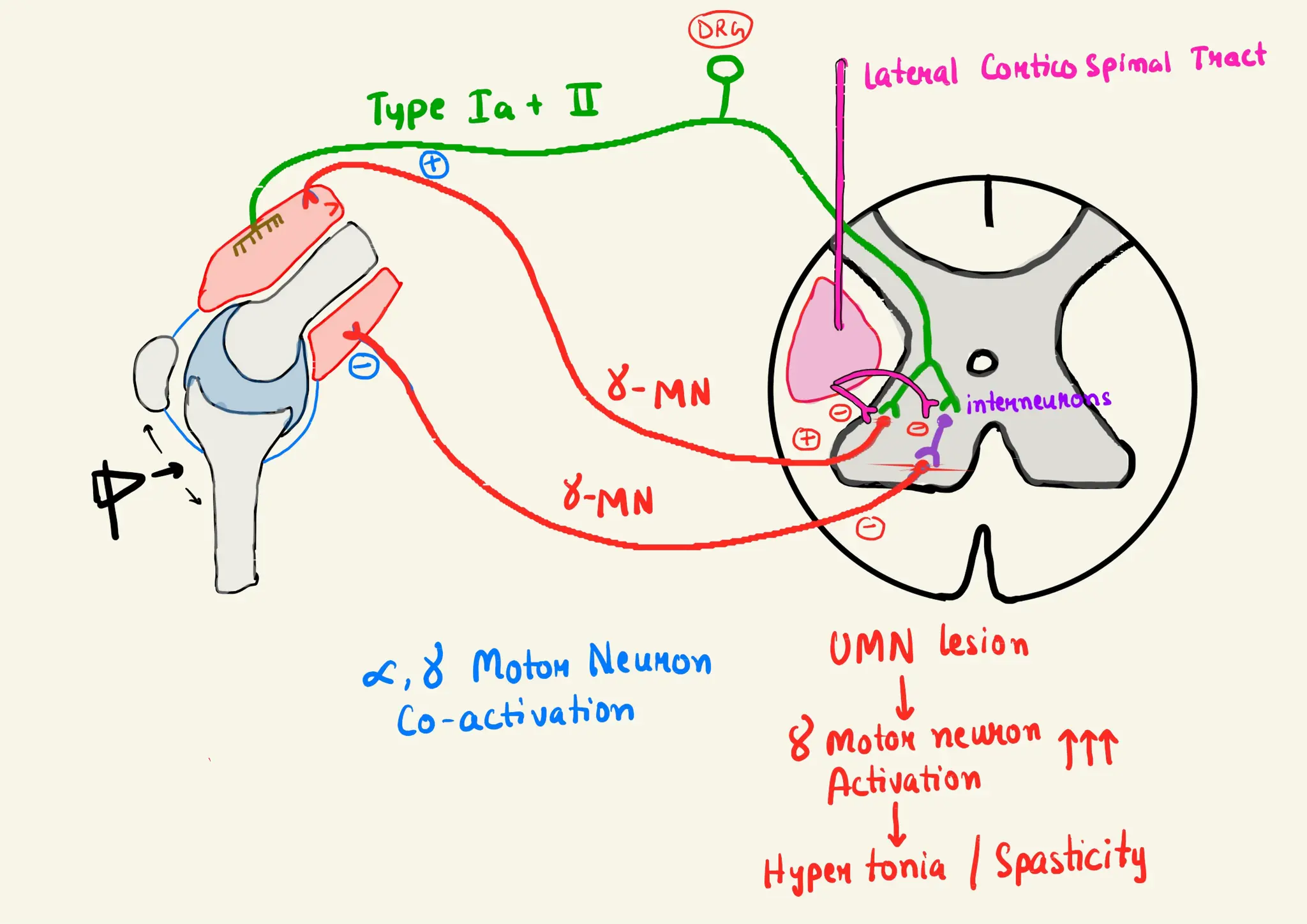 Physiology of movement (motor command, transmission, propioception ...