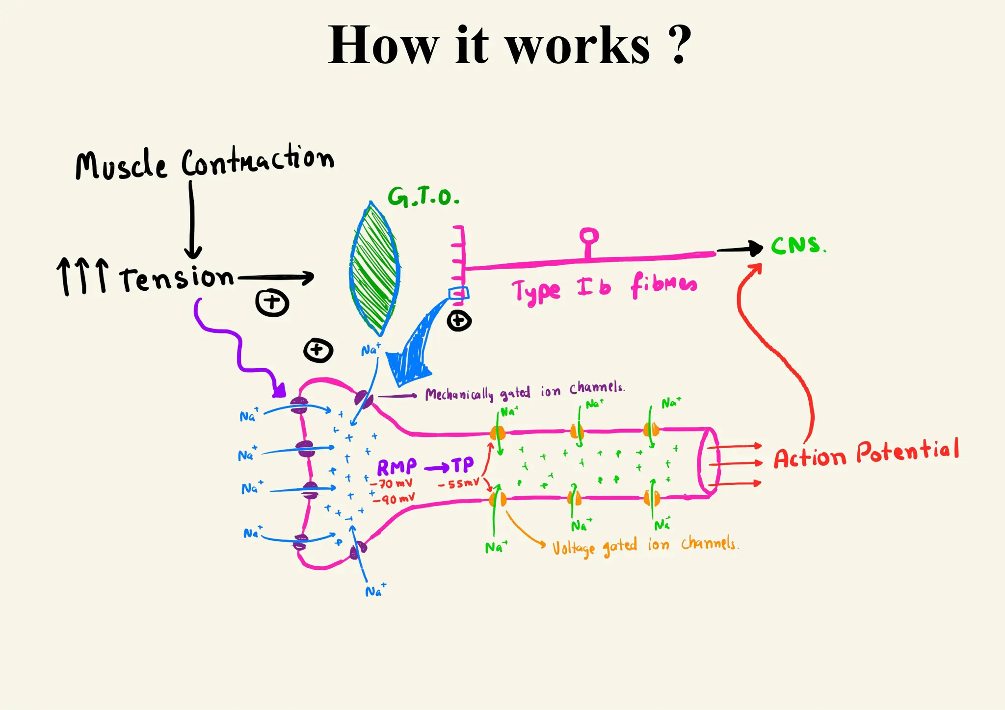 Physiology of movement (motor command, transmission, propioception ...