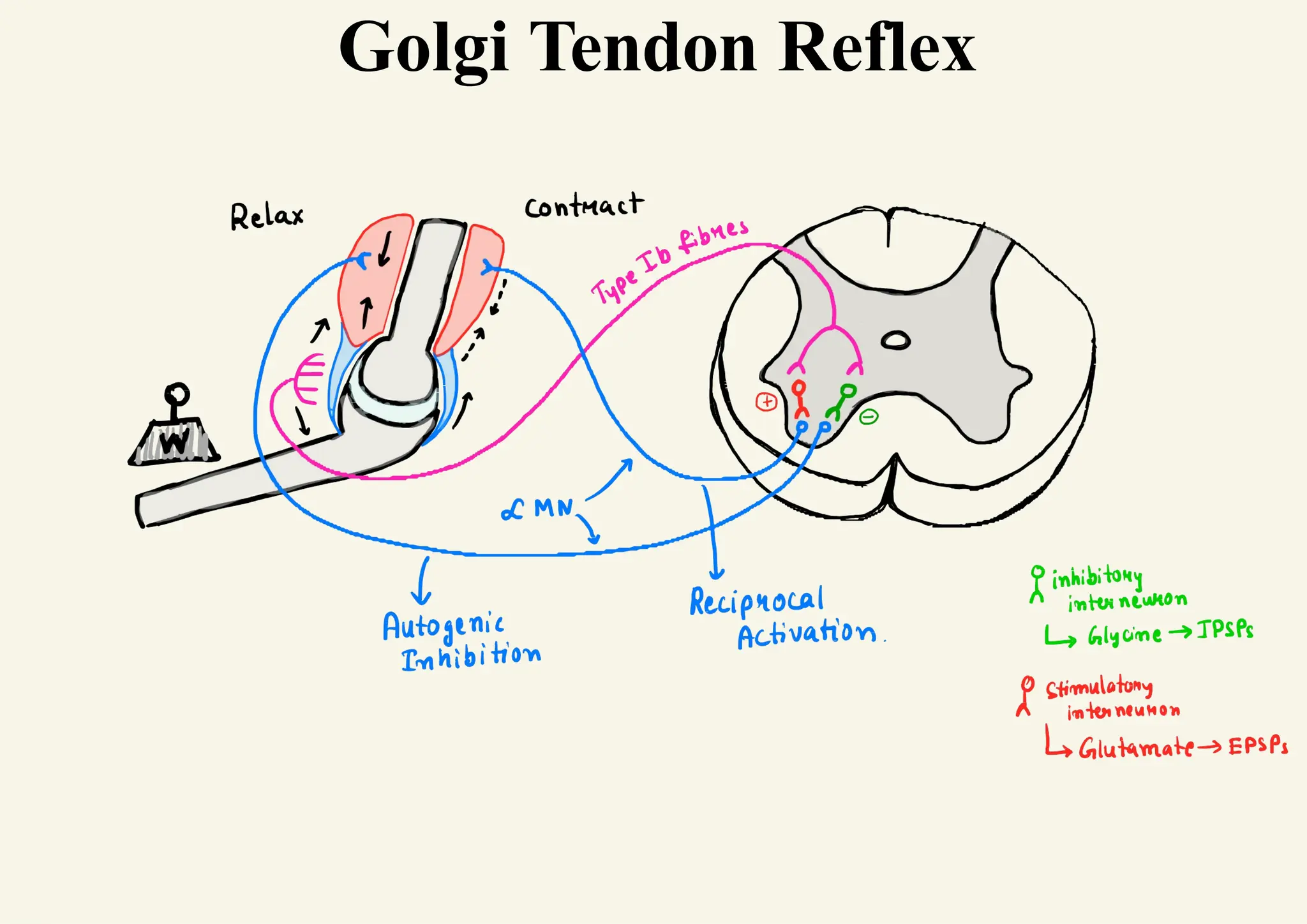 Physiology of movement (motor command, transmission, propioception ...