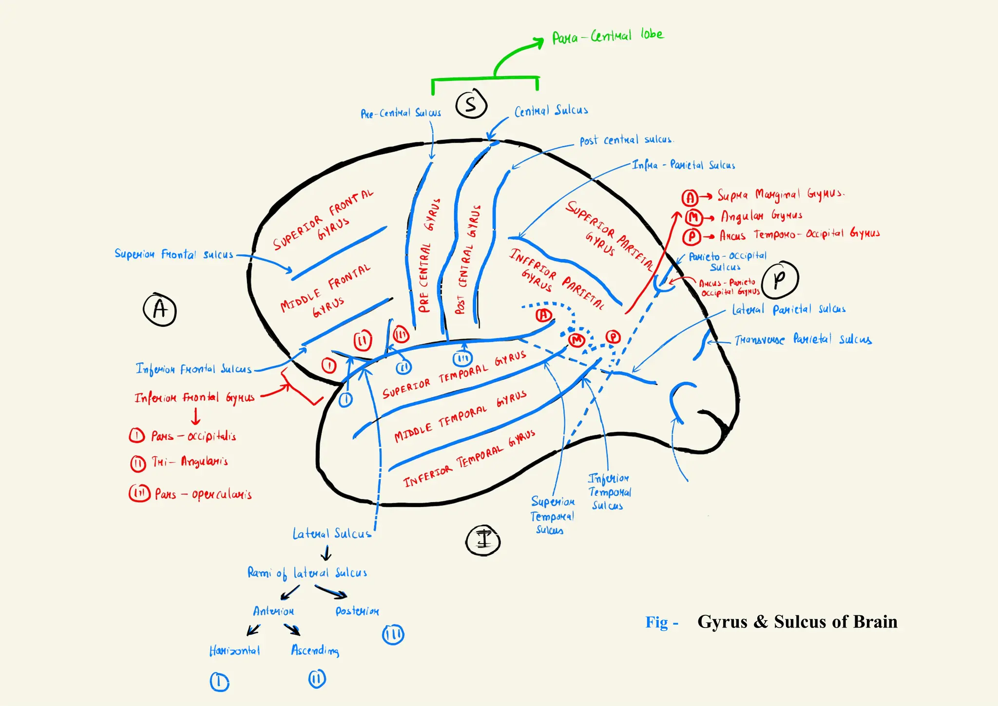 Physiology of movement (motor command, transmission, propioception ...