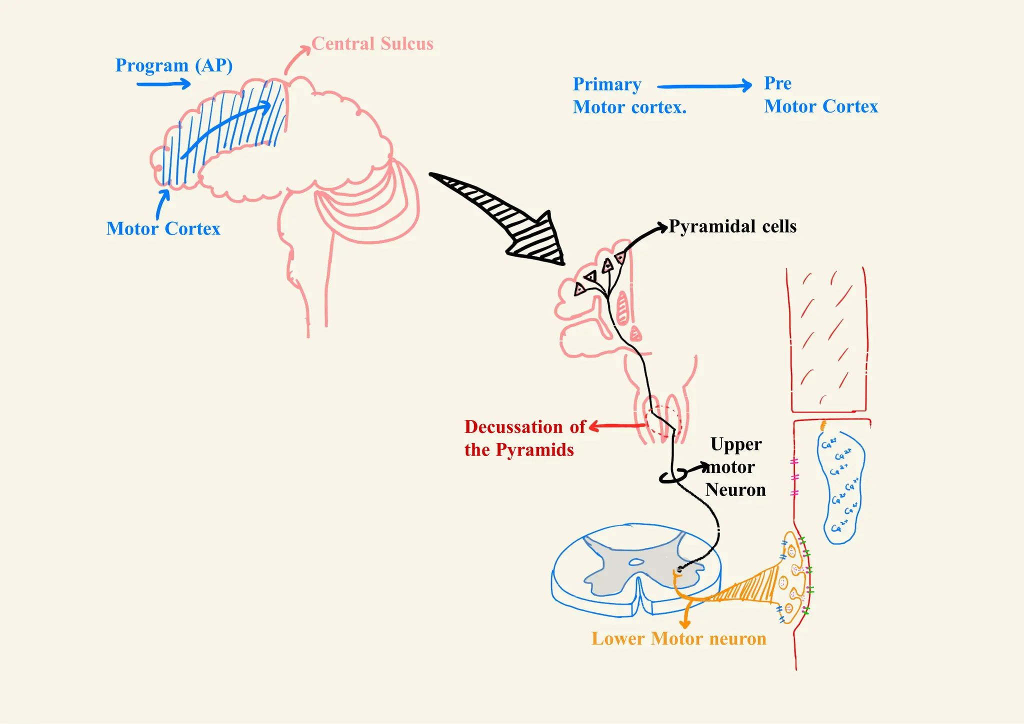Physiology of movement (motor command, transmission, propioception ...
