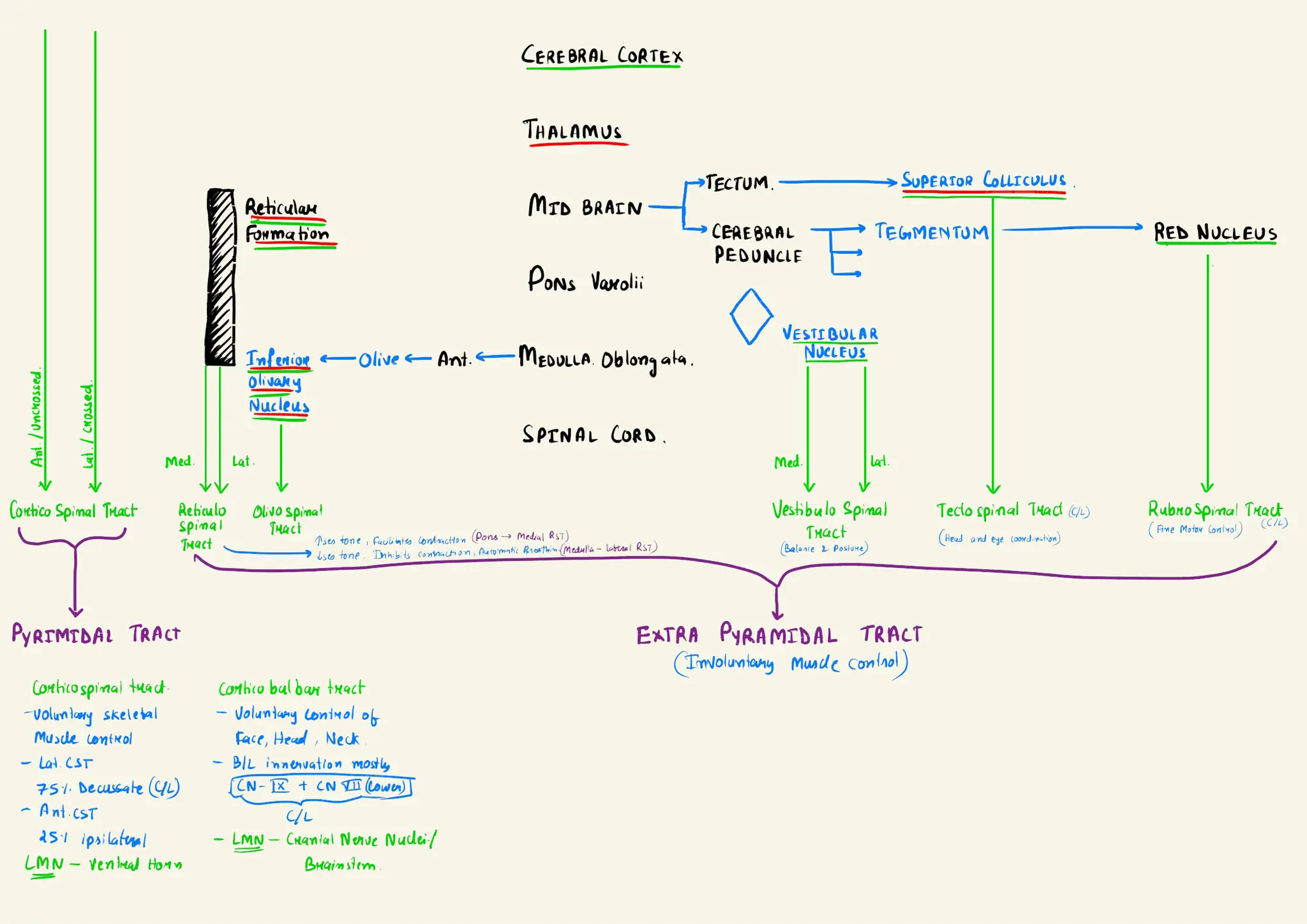 Physiology of movement (motor command, transmission, propioception ...