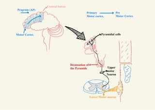 Physiology of movement (motor command, transmission, propioception ...