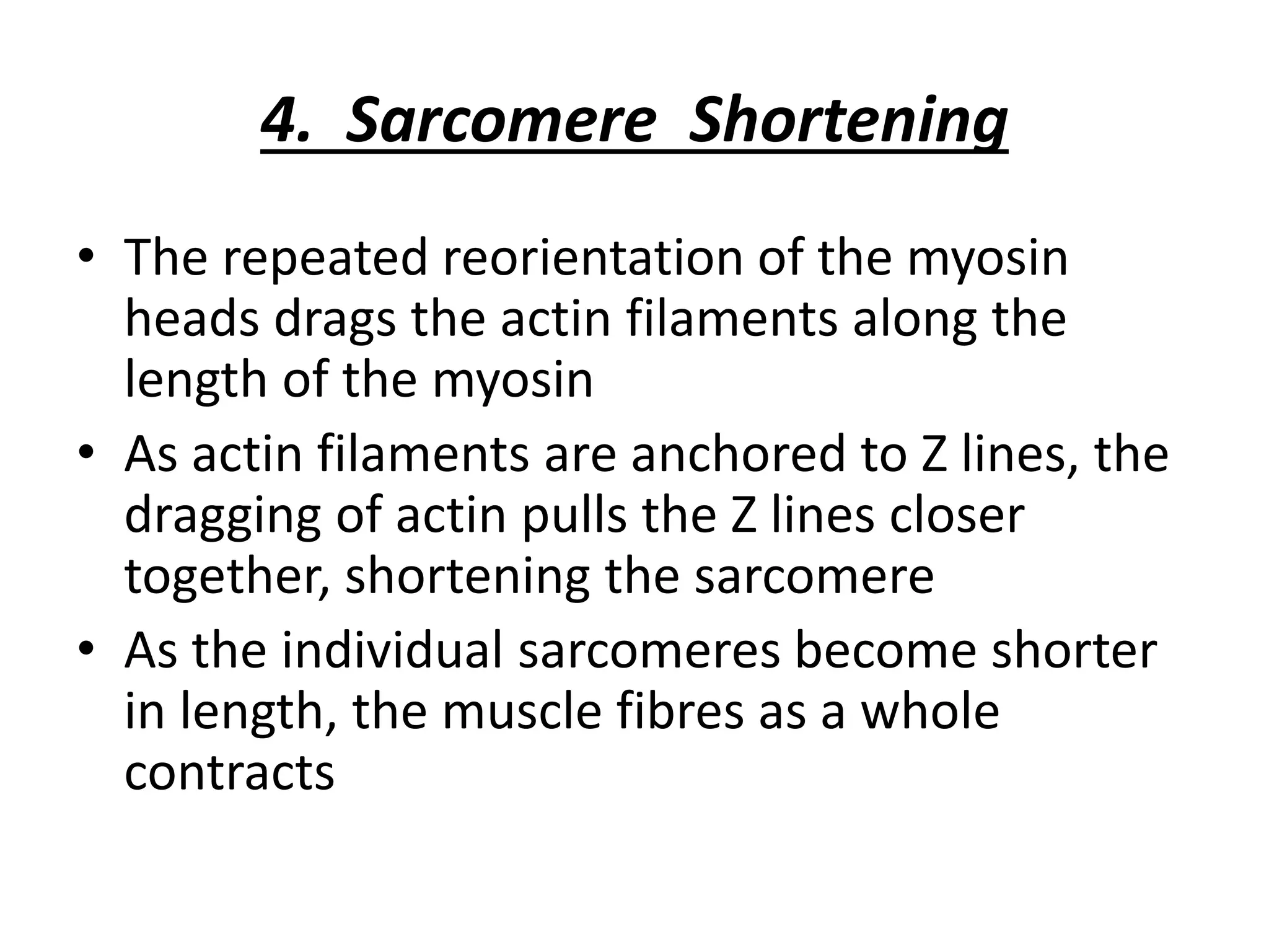 physiology of muscle contraction.pptx