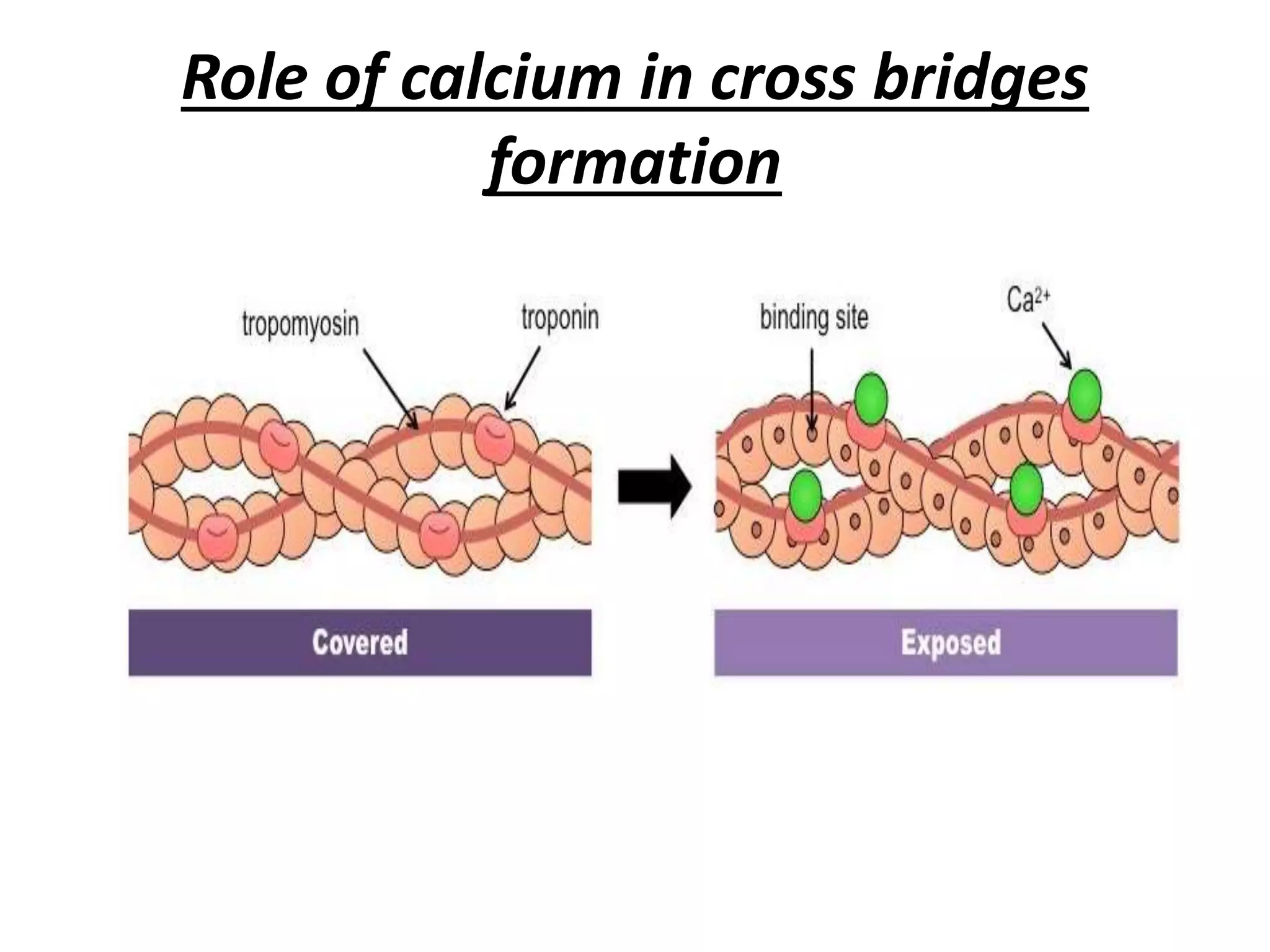 physiology of muscle contraction.pptx