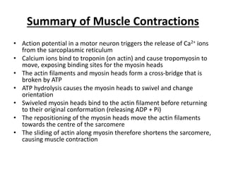 physiology of muscle contraction.pptx