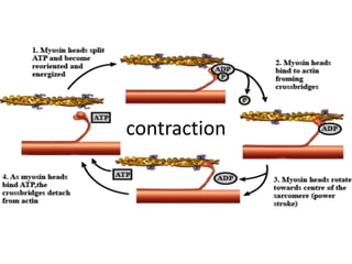 physiology of muscle contraction.pptx