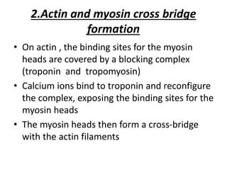 physiology of muscle contraction.pptx