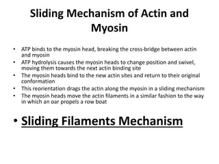 physiology of muscle contraction.pptx