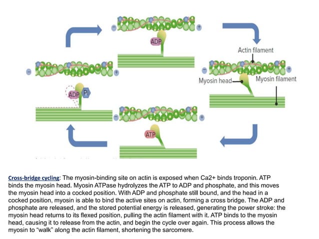 Physiology of muscle contraction.pptx | Biological Sciences | Science