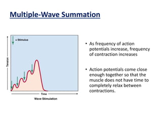 Wave Summation In Muscles