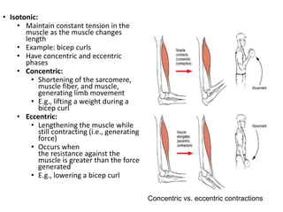 Physiology of muscle contraction.pptx