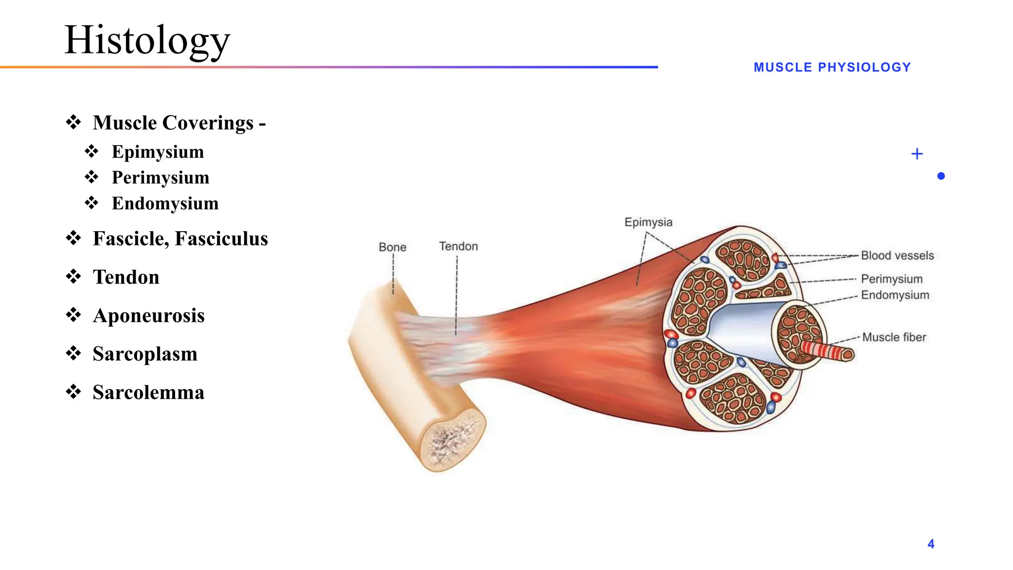 PHYSIOLOGY OF MUSCLE CONTRACTION.pptx