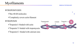 PHYSIOLOGY OF MUSCLE CONTRACTION.pptx