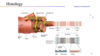 PHYSIOLOGY OF MUSCLE CONTRACTION.pptx