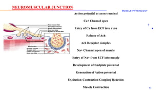 PHYSIOLOGY OF MUSCLE CONTRACTION.pptx