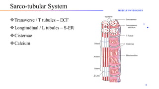 PHYSIOLOGY OF MUSCLE CONTRACTION.pptx
