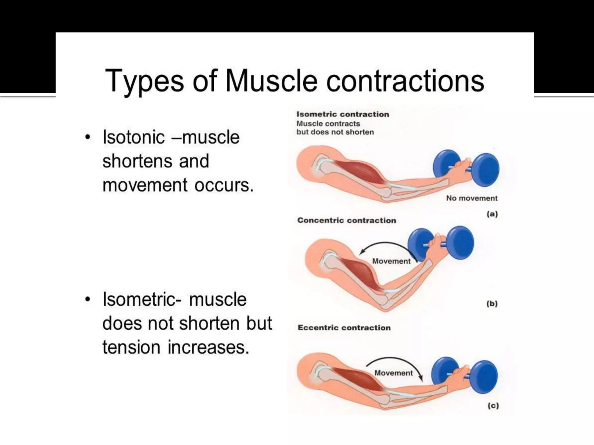 PHYSIOLOGY OF MUSCLE CONTRACTION | PPTX | Biological Sciences | Science
