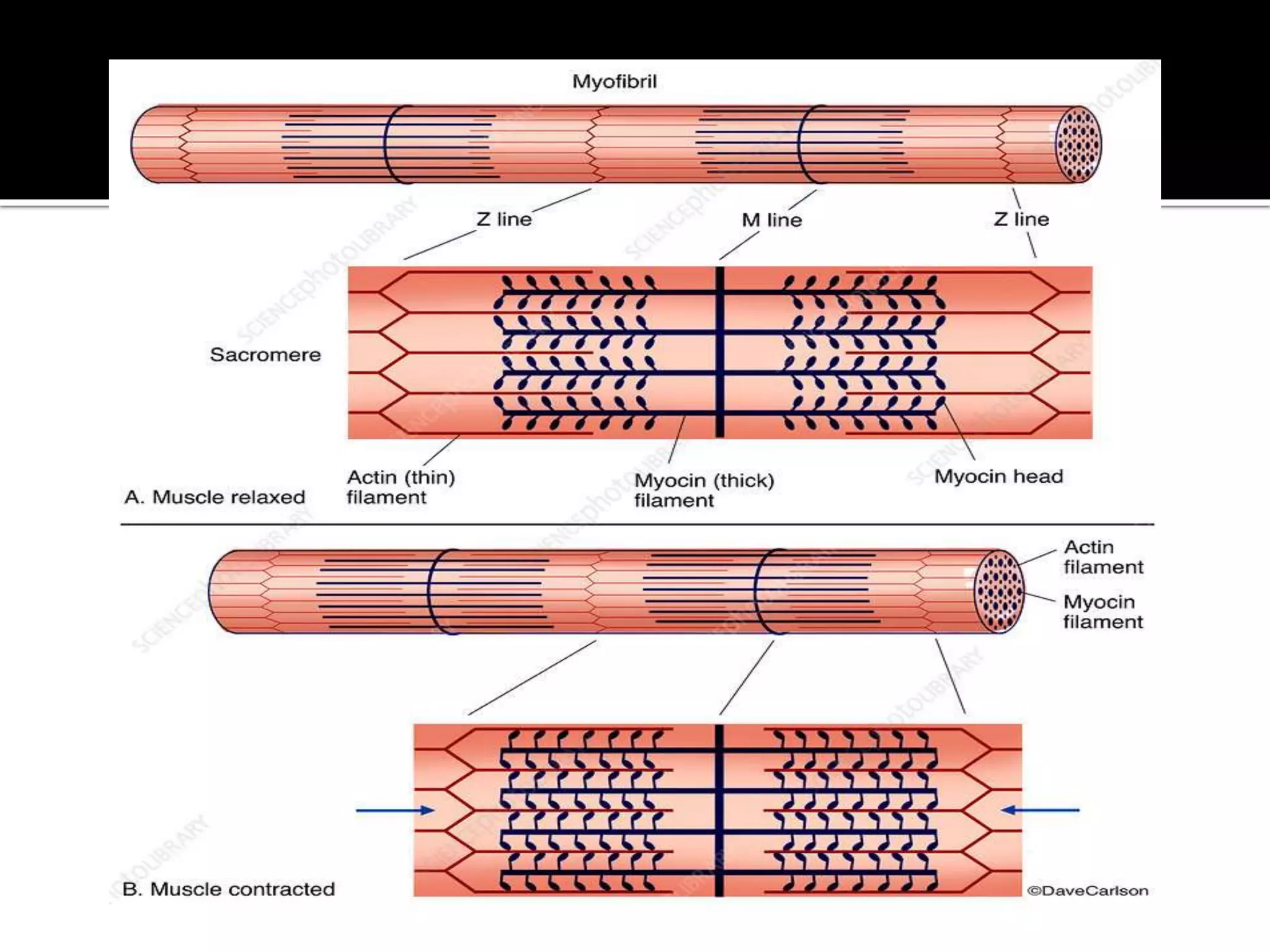PHYSIOLOGY OF MUSCLE CONTRACTION | PPTX