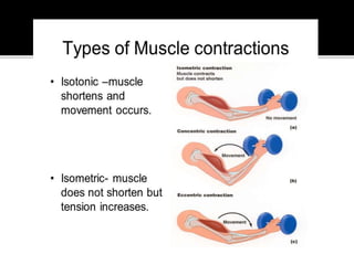 PHYSIOLOGY OF MUSCLE CONTRACTION | PPTX