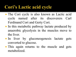 PHYSIOLOGY OF MUSCLE CONTRACTION | PPTX