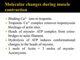 PHYSIOLOGY OF MUSCLE CONTRACTION | PPTX