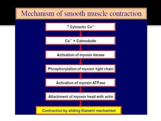PHYSIOLOGY OF MUSCLE CONTRACTION | PPTX
