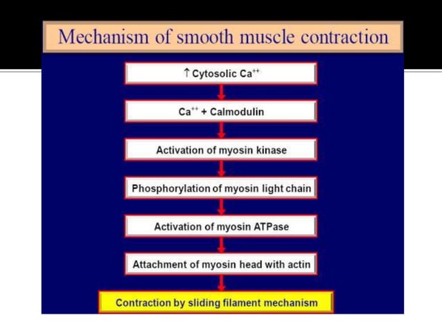 PHYSIOLOGY OF MUSCLE CONTRACTION | PPTX | Biological Sciences | Science