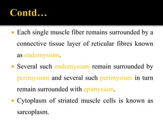 PHYSIOLOGY OF MUSCLE CONTRACTION | PPTX