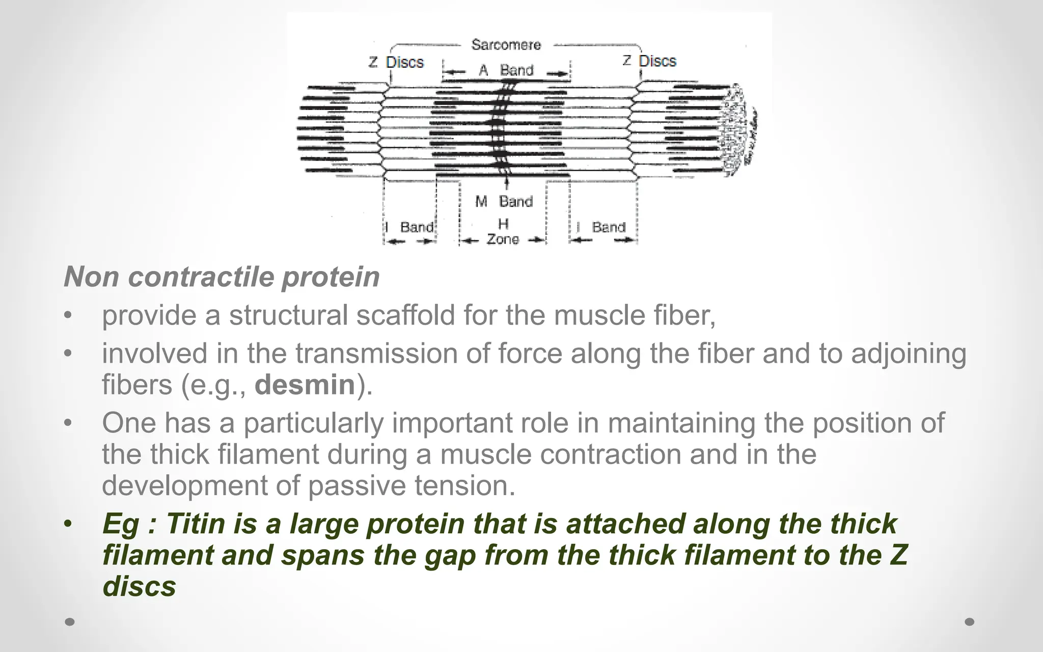 Physiology of muscle performance - exercise therapy.pptx