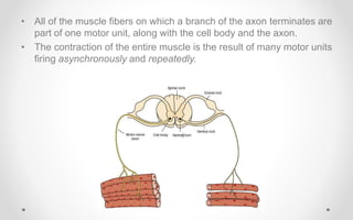 Physiology of muscle performance - exercise therapy.pptx