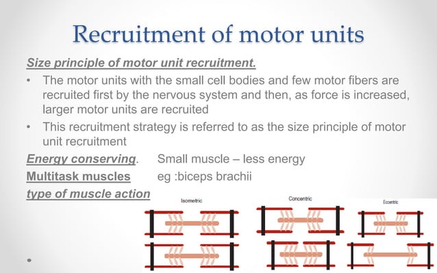 Physiology of muscle performance - exercise therapy.pptx