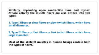 PHYSIOLOGY OF MUSCLES & IT'S CLASSIFICATION.pptx