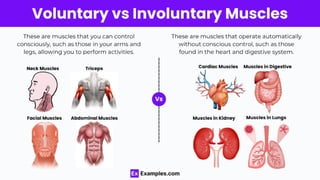 PHYSIOLOGY OF MUSCLES & IT'S CLASSIFICATION.pptx