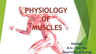 Physiology of muscles by Pravesh M.Sc. II year.pptx | Biological ...