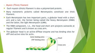 Physiology of muscles by Pravesh M.Sc. II year.pptx | Biological ...