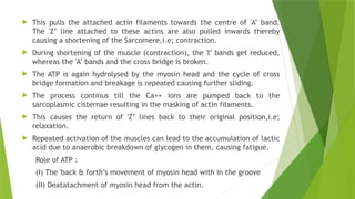 Physiology of muscles by Pravesh M.Sc. II year.pptx