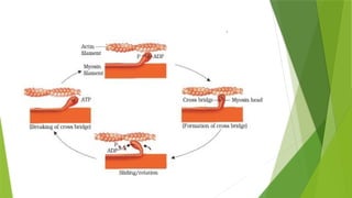 Physiology of muscles by Pravesh M.Sc. II year.pptx